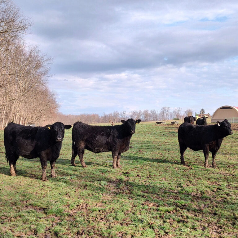 Foxfire Farm LLC | Registered Black Angus Since 1980